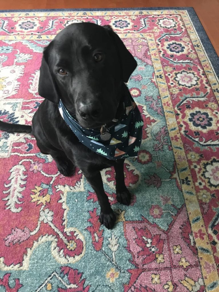 Gift Ideas for Dogs, Recommended and Approved by our Black Lab, Knight ...